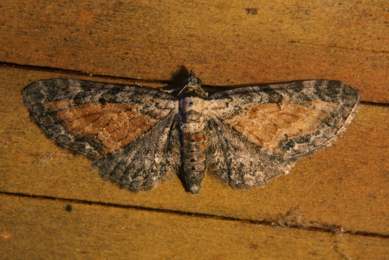 Eupithecia icterata — Бабочки Нижегородской области